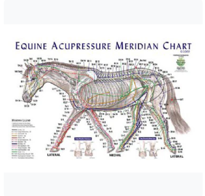 Equine acupressure meridian chart | Acupressure points chart - School ...